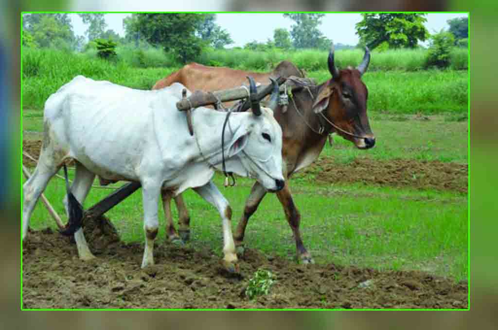 pashupalan - Sarita Magazine