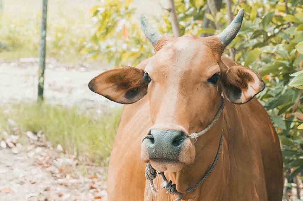 पशुओं में खनिज लवण की महत्ता - Sarita Magazine