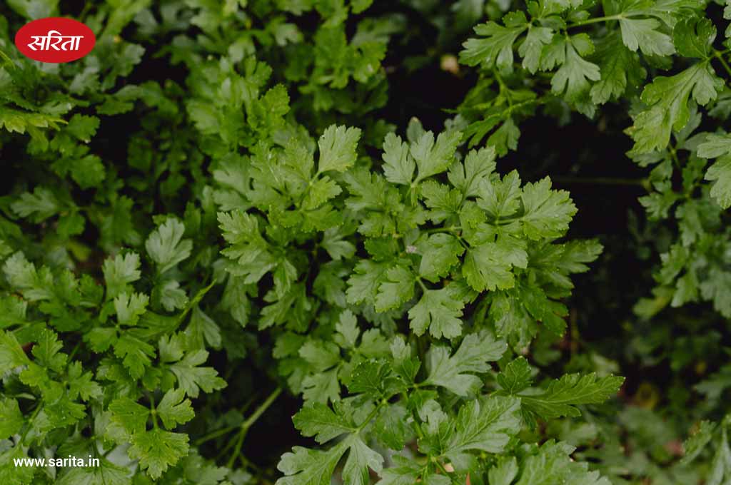 coriander-pests-and-diseases-and-their-management