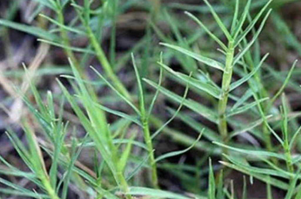 फसल को नुकसान पहुंचाती दूब घास