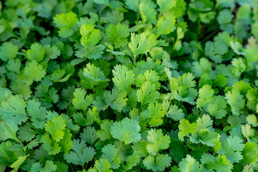 स्वाद और सेहत का खजाना है हरा धनिया, सर्दियों में इसे खाने के हैं ढेरों फायदे